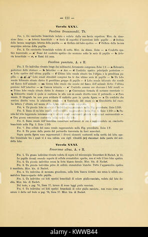 mollusks, marine biology, Genoa, marine species, Cypraeidae, mollusk ...