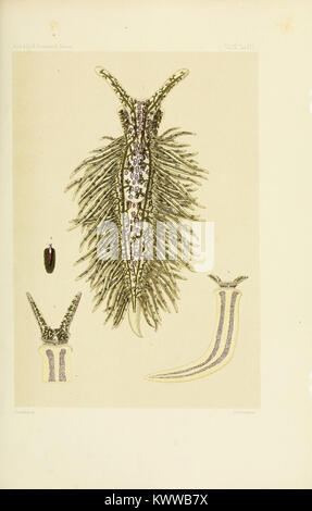 Æolididae, families, related, to the port of, Genova, Bologna, Tipi ...