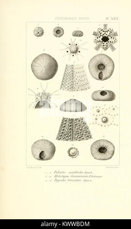 A zoological and stratigraphic study plate depicting fossil echinoids ...