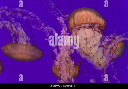 Picture with several beautiful deadly jellyfishes Stock Photo - Alamy
