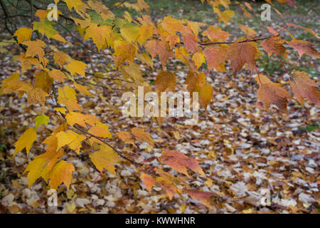 Red Sycamore Leaf Among Yellow Stock Photo - Alamy