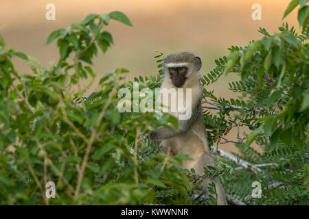 Vervet monkey, cercopithecus aethiops pygerythrus, single adult hiding ...