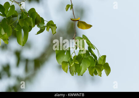Mopane tree (Colophospermum mopane), Kruger National Park, South Africa ...