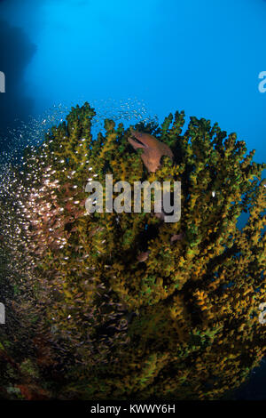 Giant Moray (Gymnothorax Javanicus) and Glassfish (Ambassidae) in a ...