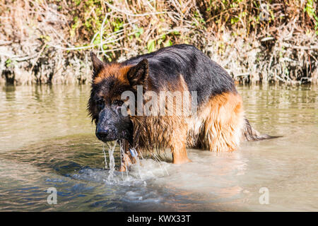 bathing German Shepherd Stock Photo - Alamy