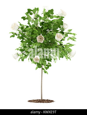 Rose bush 3d illustration isolated on the white background Stock Photo ...