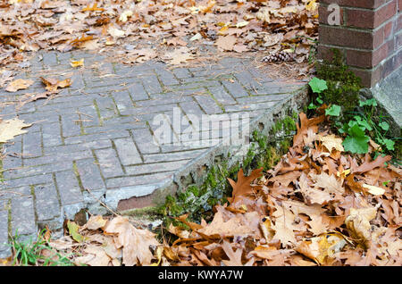 The ruins of Old Farm, George Dorr's estate, in the woods near Compass ...