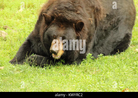 A Black Bear snarling Stock Photo - Alamy