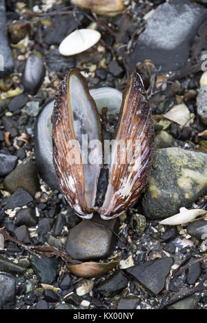 Horse-mussel - Modiolus modiolus Stock Photo - Alamy