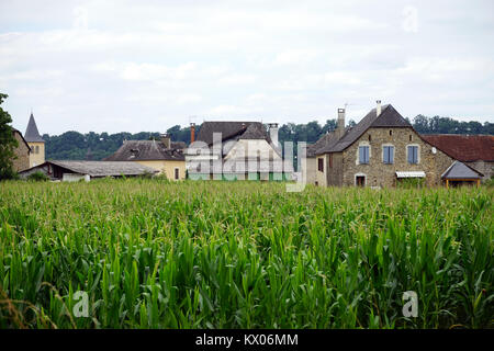 Green Corn field in the France Stock Photo - Alamy