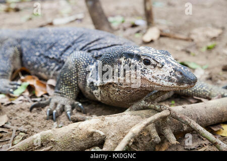 The monitor lizard from Palawan, Philippines Stock Photo - Alamy