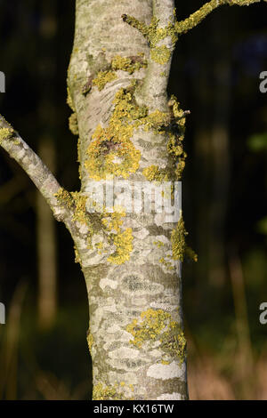 Lichens on a tree bark Stock Photo - Alamy