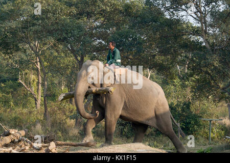 Mahout man riding elephant carrying branches India Stock Photo - Alamy