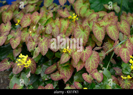 epimedium perralderianum,marbled,mottled,foliage,leaves,yellow,flowers ...