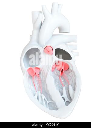 Human heart showing the valves, cross section illustration Stock Photo ...