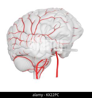 The arteries of the brain Stock Photo - Alamy