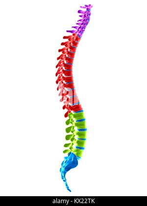 Sections of the spine Stock Photo: 54564857 - Alamy