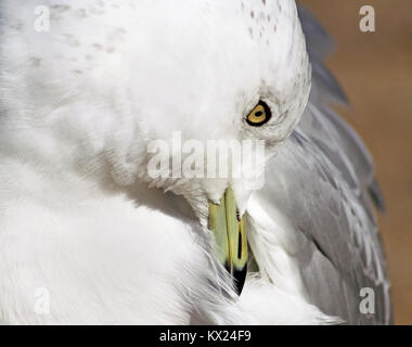 Seagull bending its head and preening its feathers at sunrise Stock ...