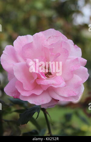 A beautiful single rose in full bloom growing in the bright summer sun ...