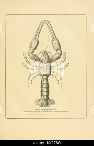 Illustration and description of crustaceans from the Bohemian ...