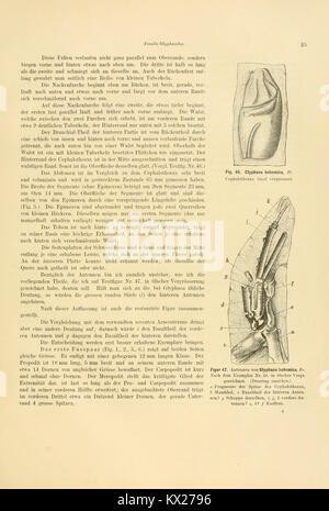 A scientific illustration of crustaceans from the Bohemian Cretaceous ...