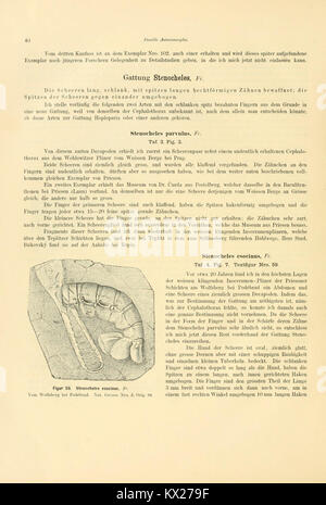 A scientific illustration of crustaceans from the Bohemian Cretaceous ...