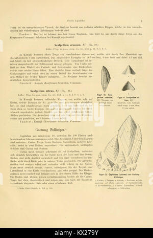 Plate 6 from 'Die Crustaceen der Böhmischen Kreideformation ...