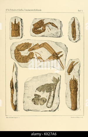 Plate 6 from 'Die Crustaceen der Böhmischen Kreideformation ...