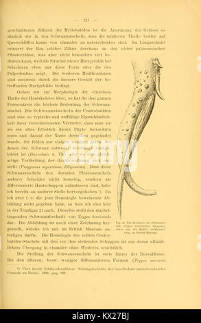 This image depicts fossil fish remains from the Cretaceous, Eocene, and ...