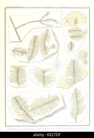 This study in fossil botany examines ancient plant structures, with a ...