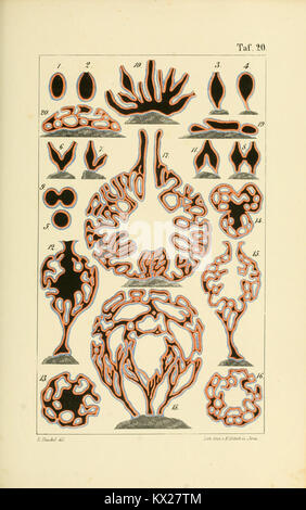 Scientific plate illustrating calcareous sponges, showing their ...