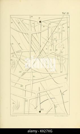 A scientific plate depicting 'Die Kalkschwämme,' a type of calcareous ...