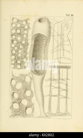 A scientific illustration from 'Die Kalkschwämme' showing detailed ...