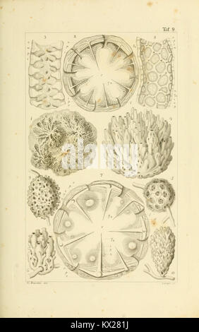 This image from 'Die Kalkschwämme' (The Calcareous Sponges), Plate 45 ...