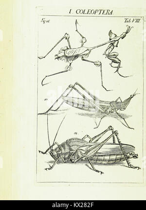 A scientific illustration by Carl Linnaeus showing the characteristics ...