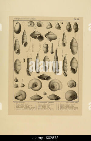 This work on freshwater biology presents detailed images of Notommala ...
