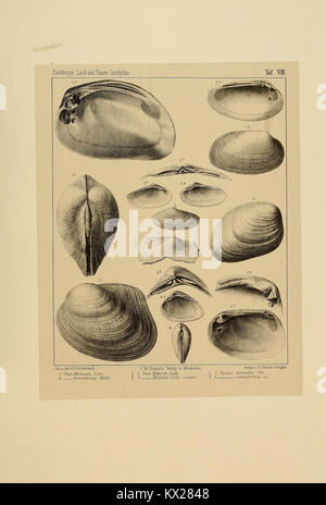 This work documents prehistoric land and freshwater shells, providing ...