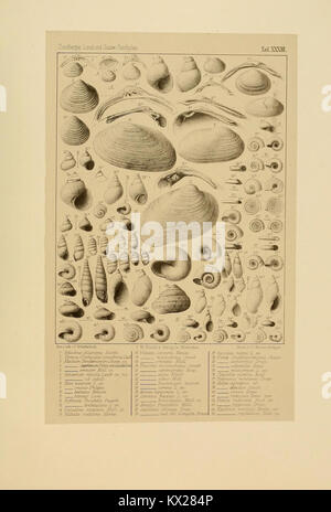 This is an illustration from a description of fossil mollusks found in ...