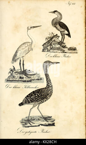 This 18th-century illustration depicts plants and animals with detailed ...