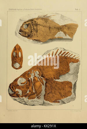 The scientific work on Bohemian Cretaceous crustaceans depicts ...