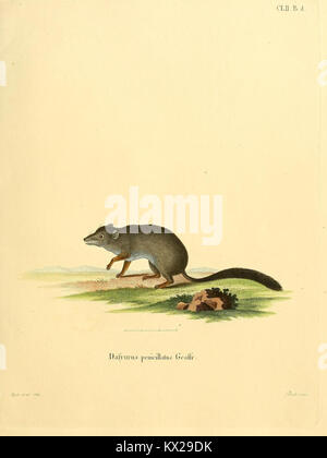 This plate illustrates mammals in natural form, providing scientific ...