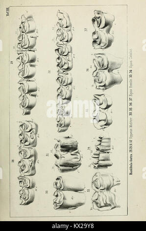 This comparative anatomical study examines the dentition of humans and ...