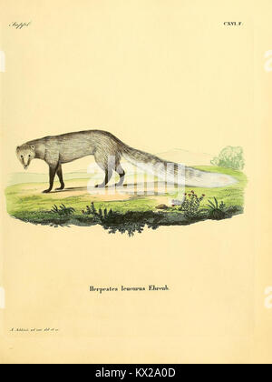 This image shows detailed anatomical descriptions of the central ...