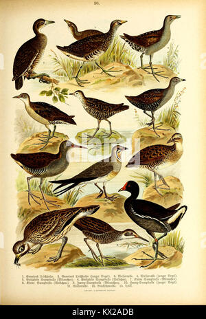 'Die Vögel Europas' (The Birds of Europe) is an ornithological work ...