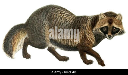 This plate depicts canid species including dogs, jackals, wolves, and ...