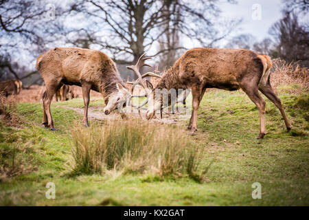 2 large male Red Deer lock antlers in the Rutting Season, with a 3rd ...