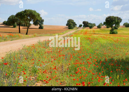 Poppy field and holm oaks. Cuenca province. Castile La Mancha. Spain ...