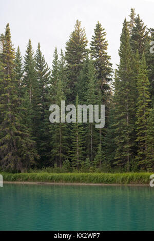 Flowing Stream in Banff National Park, Alberta, Canada Stock Photo - Alamy