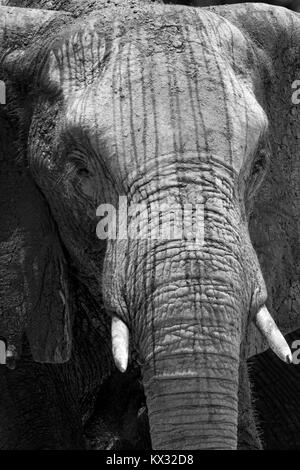 Elephants spotted in the Chobe National Park, Botswana Stock Photo - Alamy