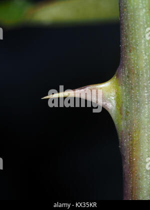 Rose Thorn Close up on a yellow background Stock Photo - Alamy